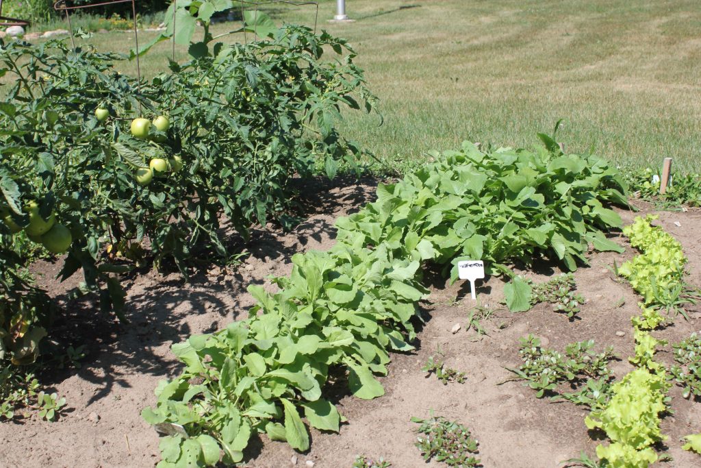 The Complex – Legion Crest