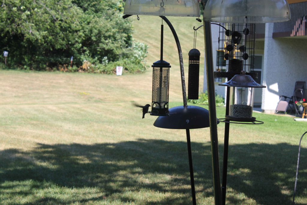 The Complex – Legion Crest