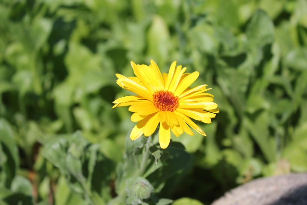 The Complex – Legion Crest