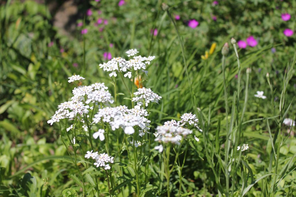 The Complex – Legion Crest