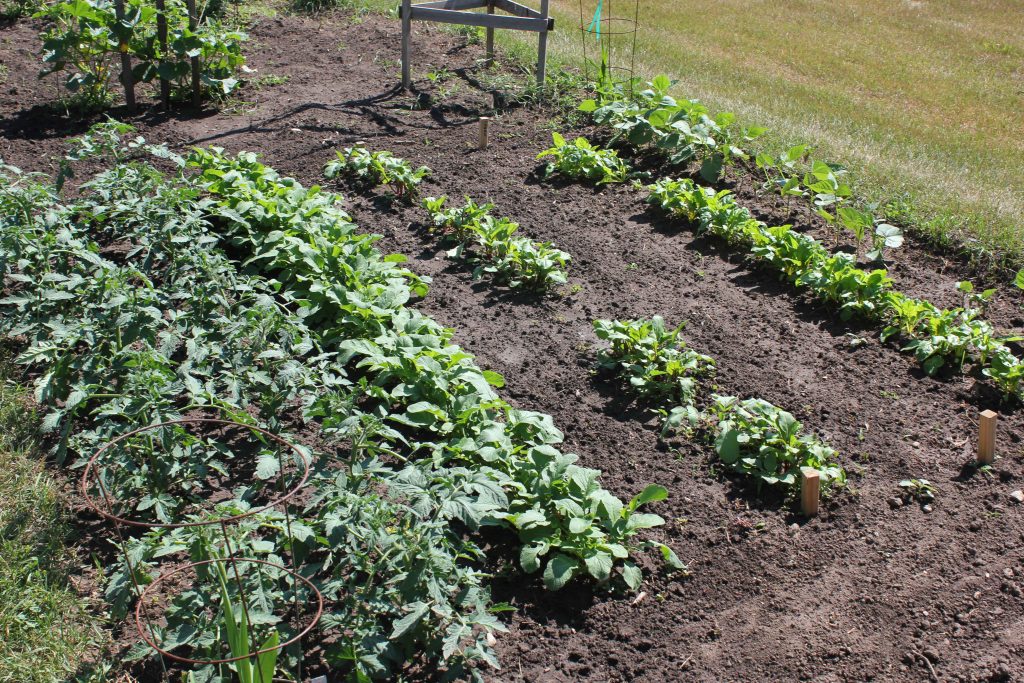 The Complex – Legion Crest